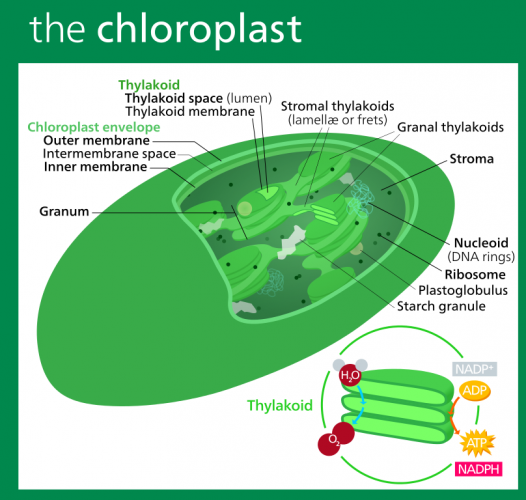 The Thylakoid