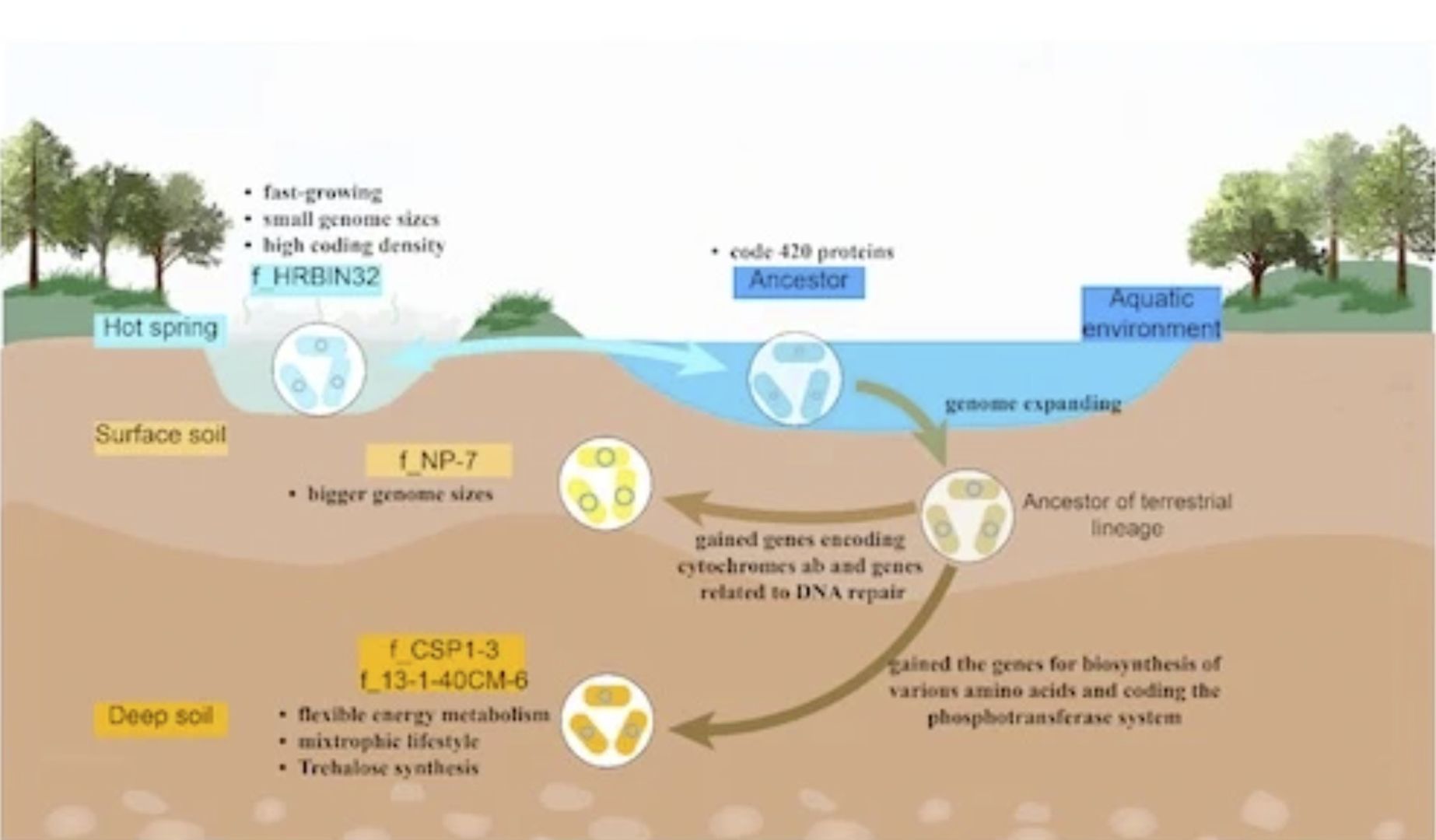A Newly Discovered Deep-Soil Bacterial Phylum, CSP1-3