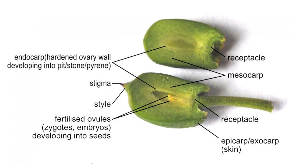 Jujube Fruit Anatomy