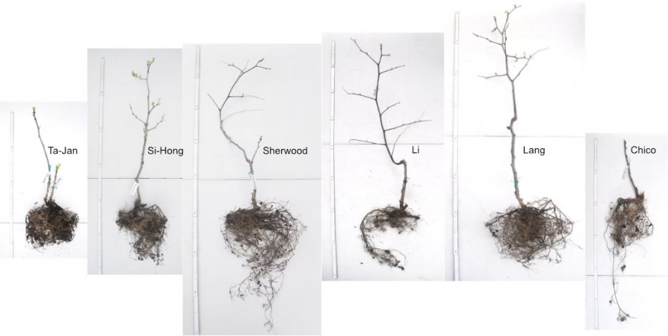 Photo Journal: Transplant Shock