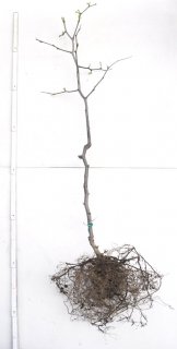 Photo Journal: Two Years of Root Growth